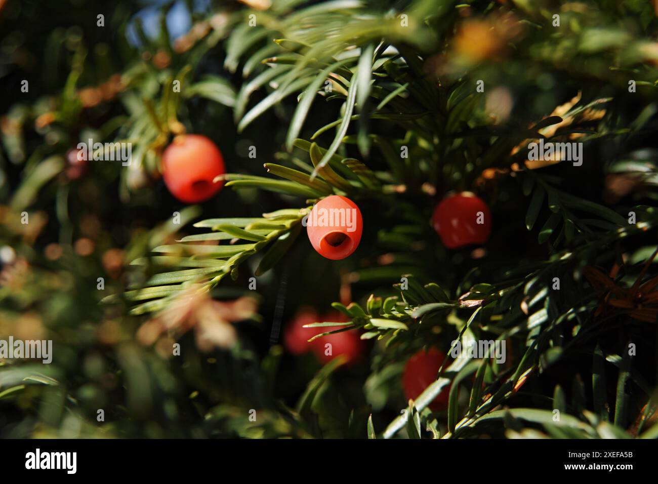 Taxus baccata, european yew. Conifer shrub with poisonous red berry ...