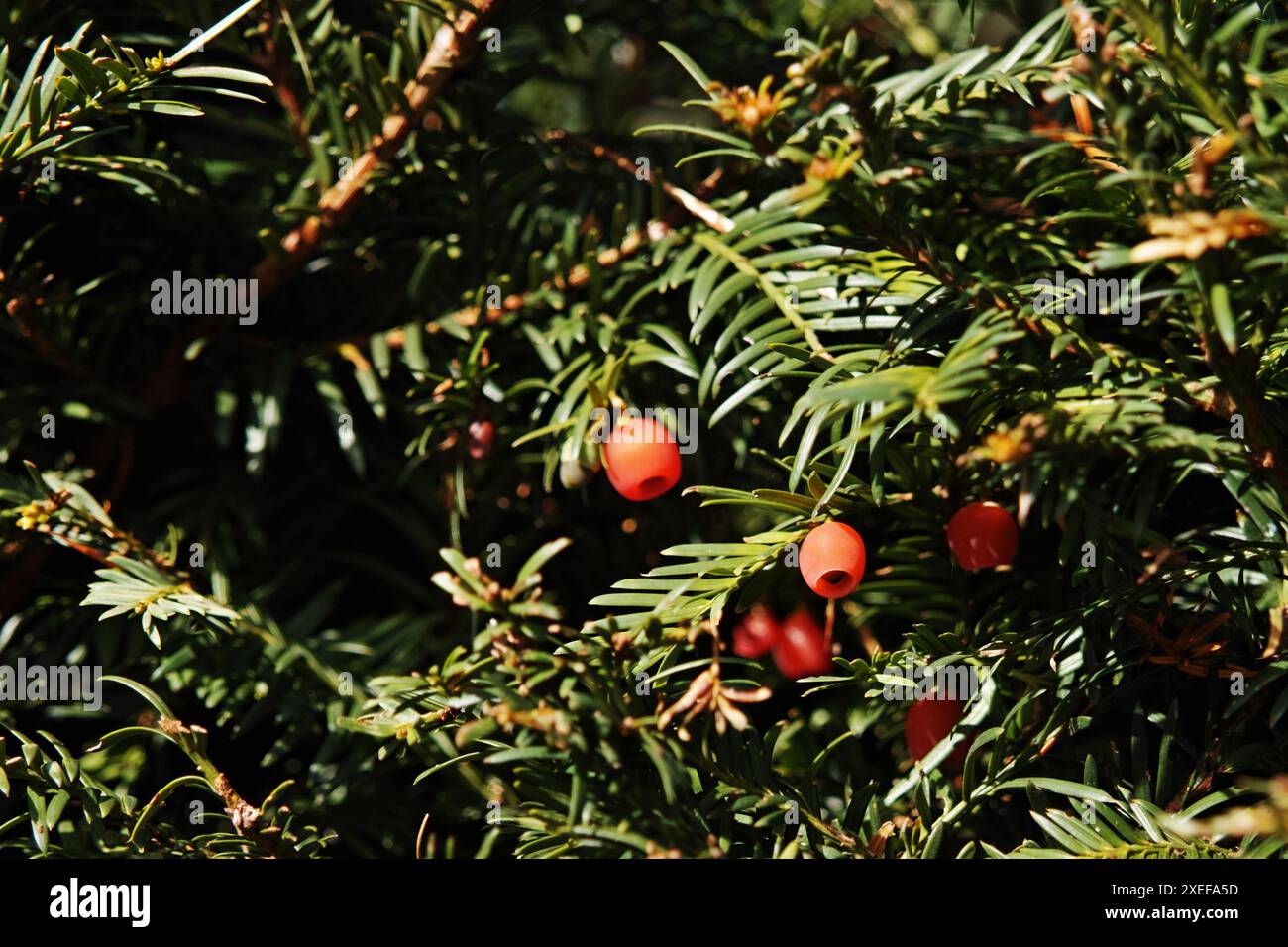 Taxus baccata, european yew. Conifer shrub with poisonous red berry ...