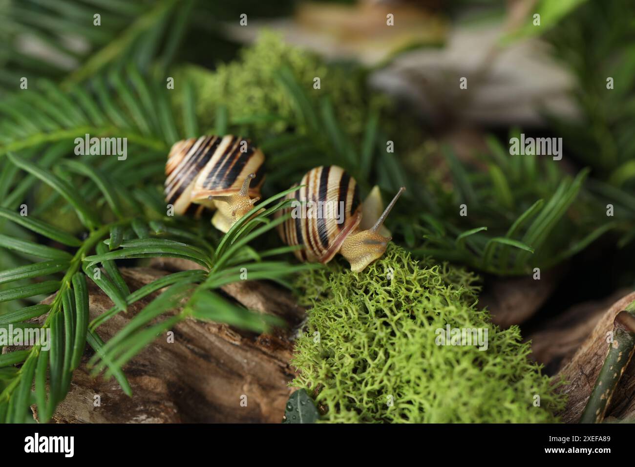 Small Garden banded snail in the rainy forest. Natural background Stock ...