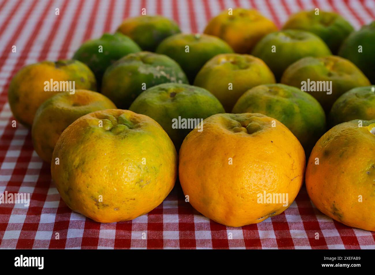 Tangerine citrus reticulata hi-res stock photography and images - Alamy