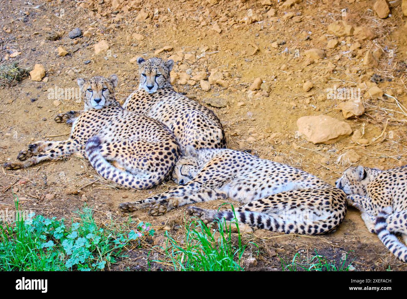 Four cheetahs are laying down in the grass Stock Photo - Alamy