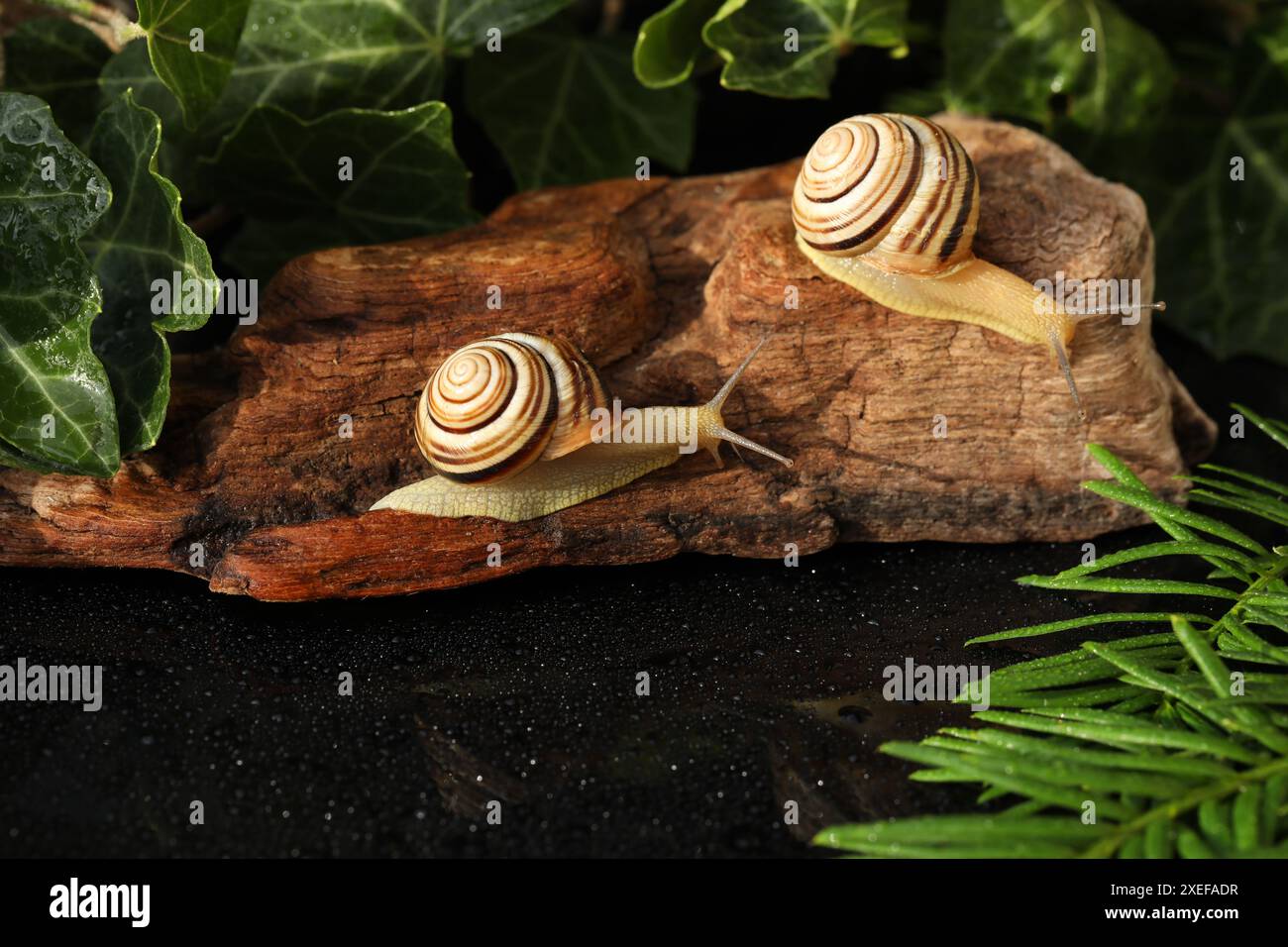 Small Garden banded snail in the rainy forest. Natural background Stock ...