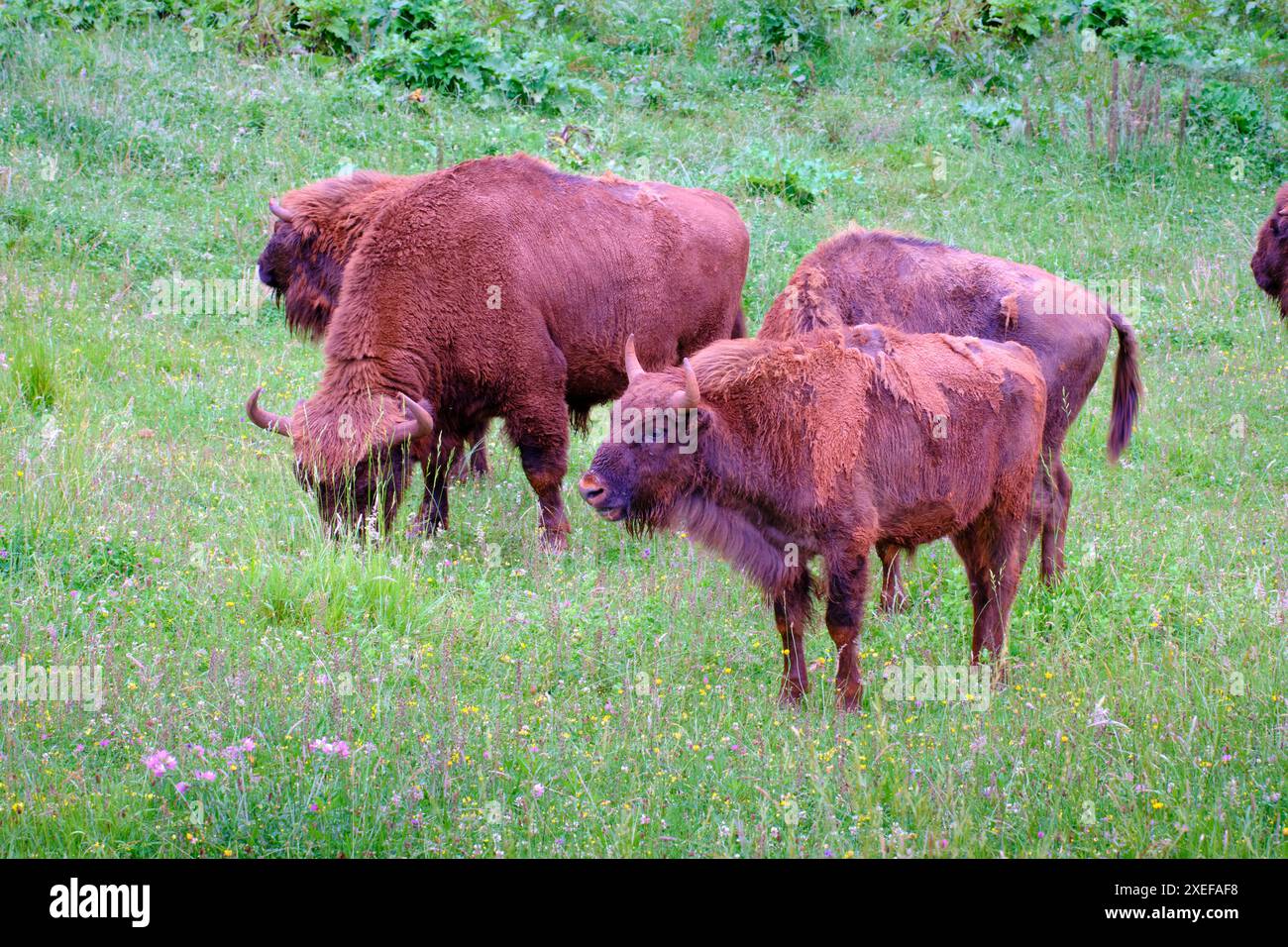 Big group bisons grazing hi-res stock photography and images - Alamy