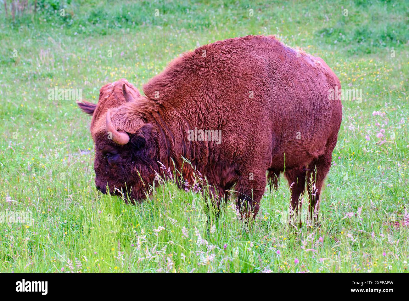 European bison grazing in a grassland Stock Photo - Alamy