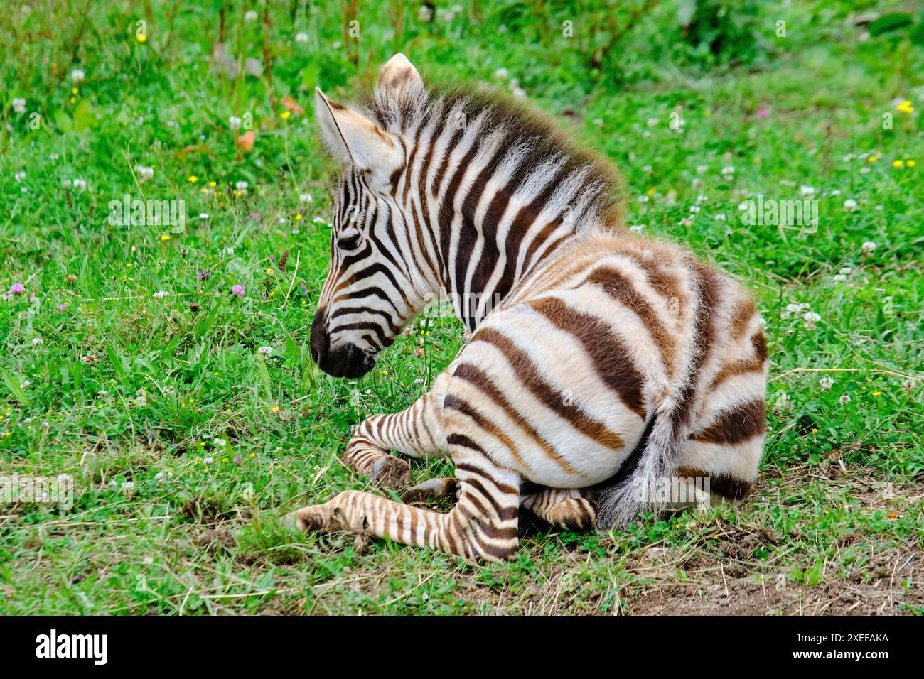 Laying down zebra hi-res stock photography and images - Alamy