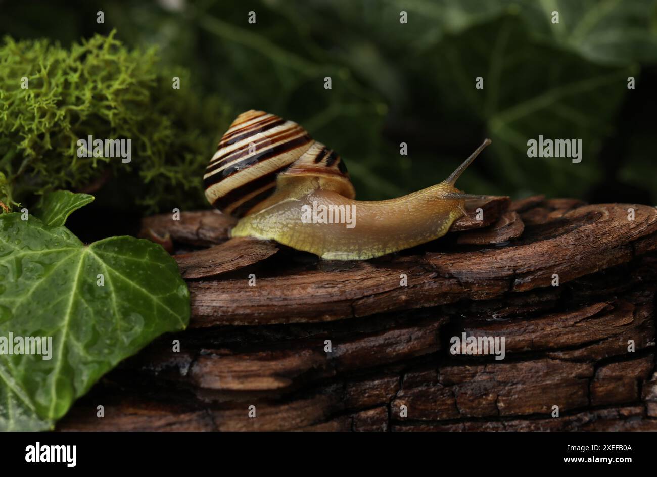 Small Garden banded snail in the rainy forest. Natural background Stock ...