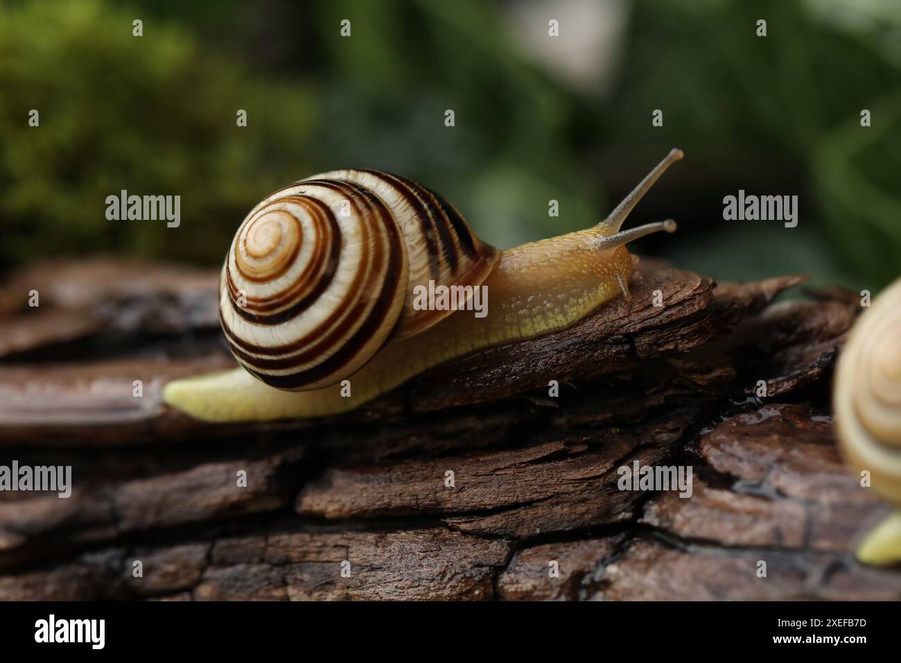 Small Garden banded snail in the rainy forest. Natural background Stock ...
