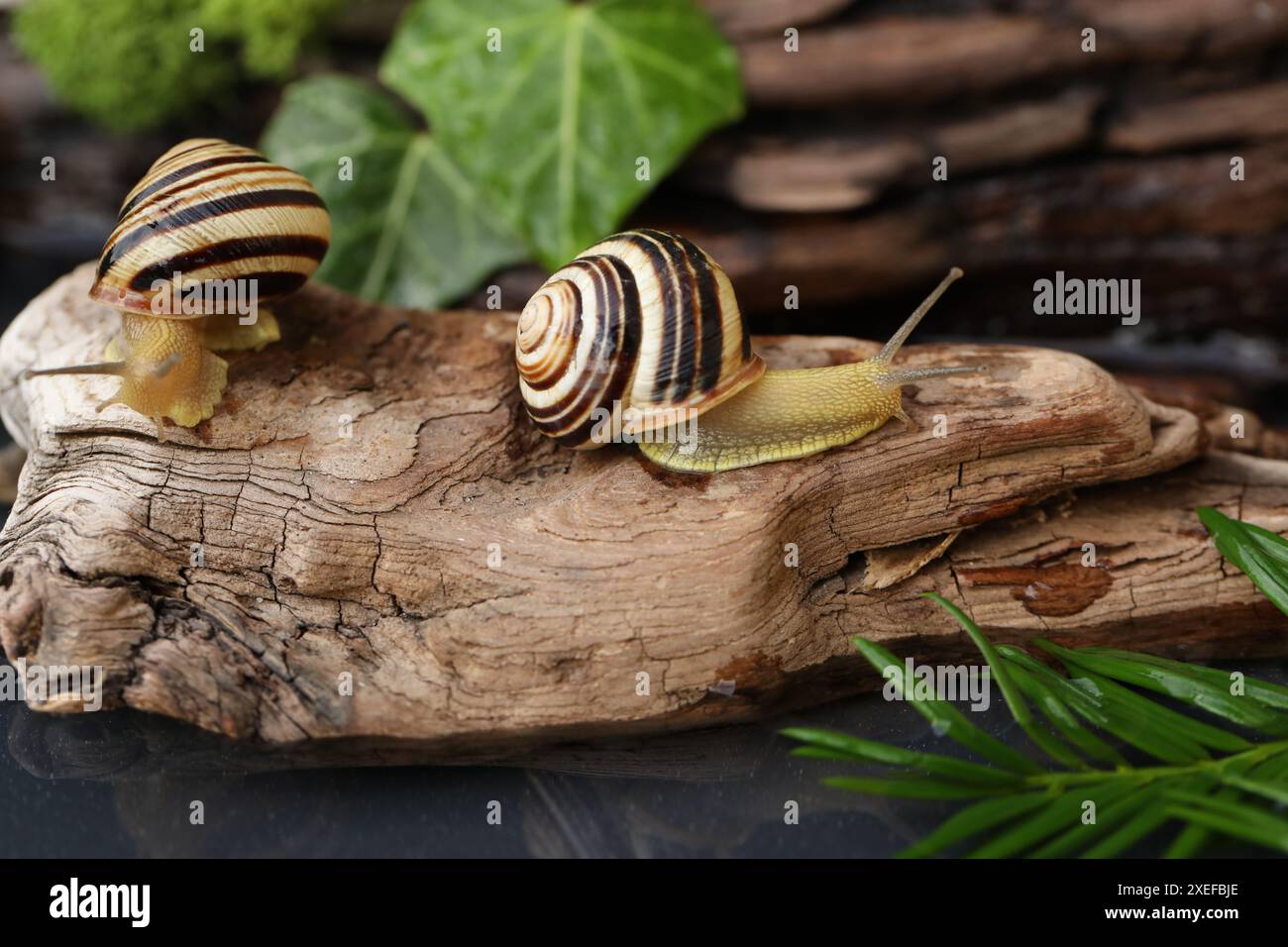 Small Garden banded snail in the rainy forest. Natural background Stock ...