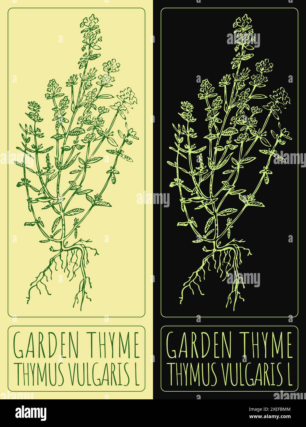 Vector drawing GARDEN THYME. Hand drawn illustration. The Latin name is THYMUS VULGARIS L Stock ...