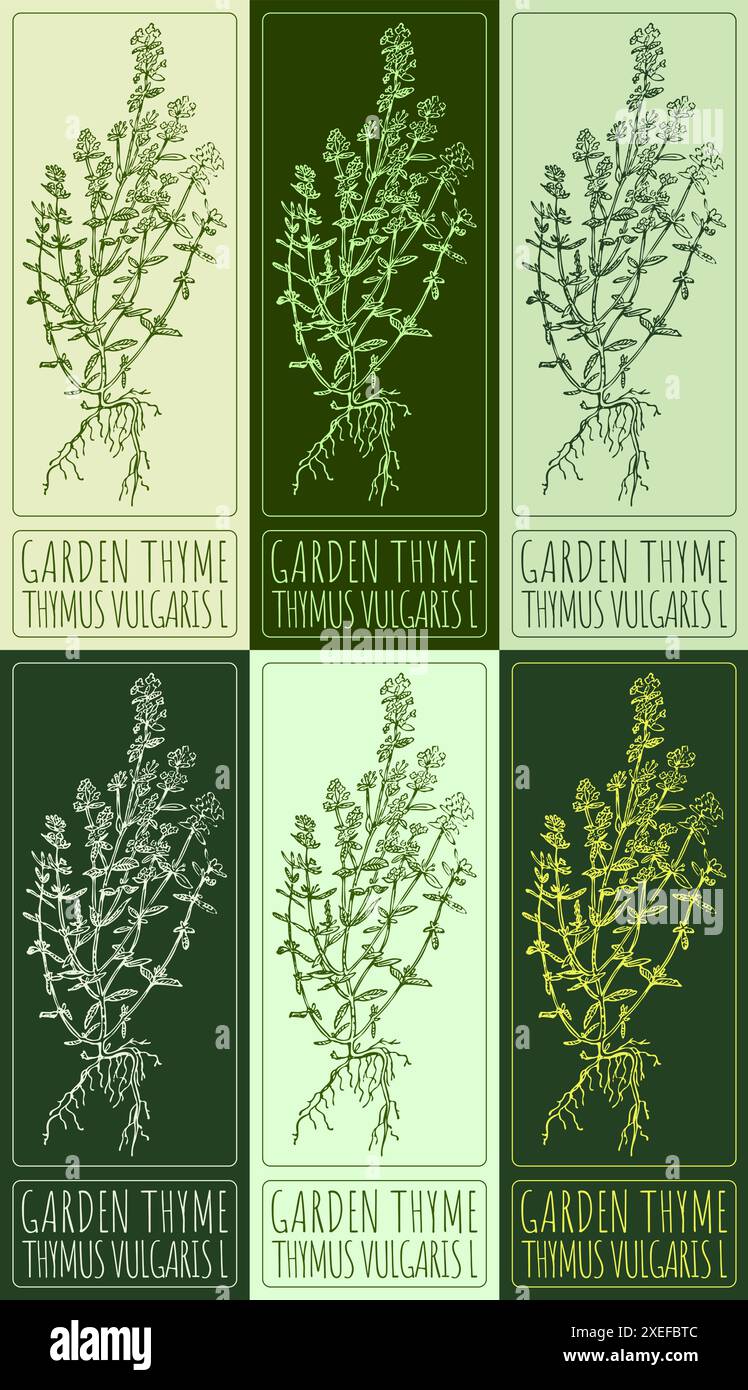 Set of vector drawing GARDEN THYME in various colors. Hand drawn illustration. The Latin name is ...