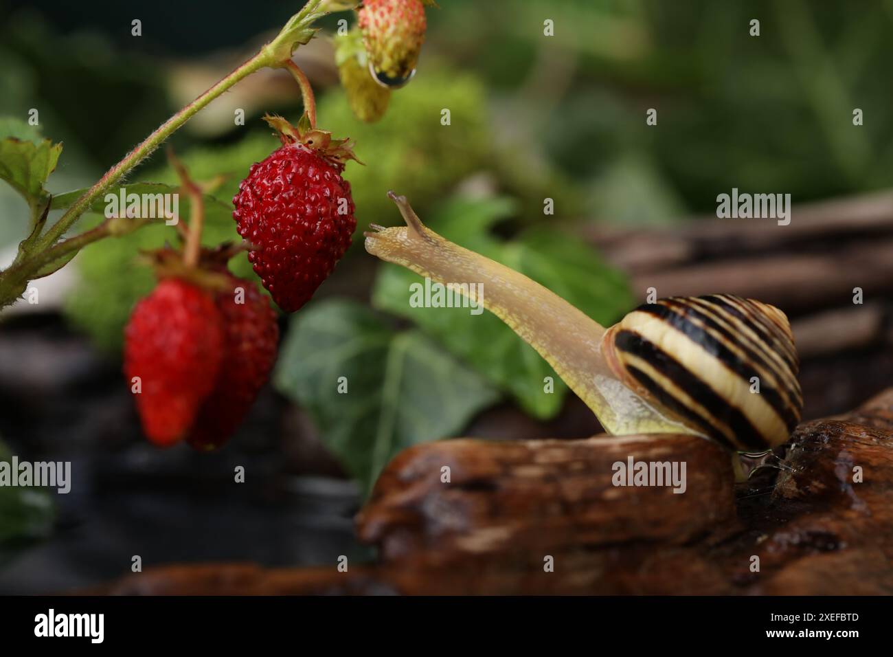 Garden banded snail in the summer garden with strawberries. Natural ...