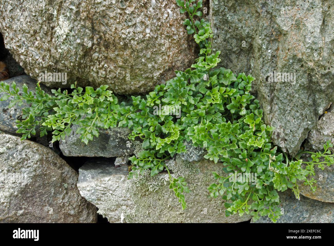 Asplenium ruta-muraria (wall-rue) is a small fern found on limestone ...