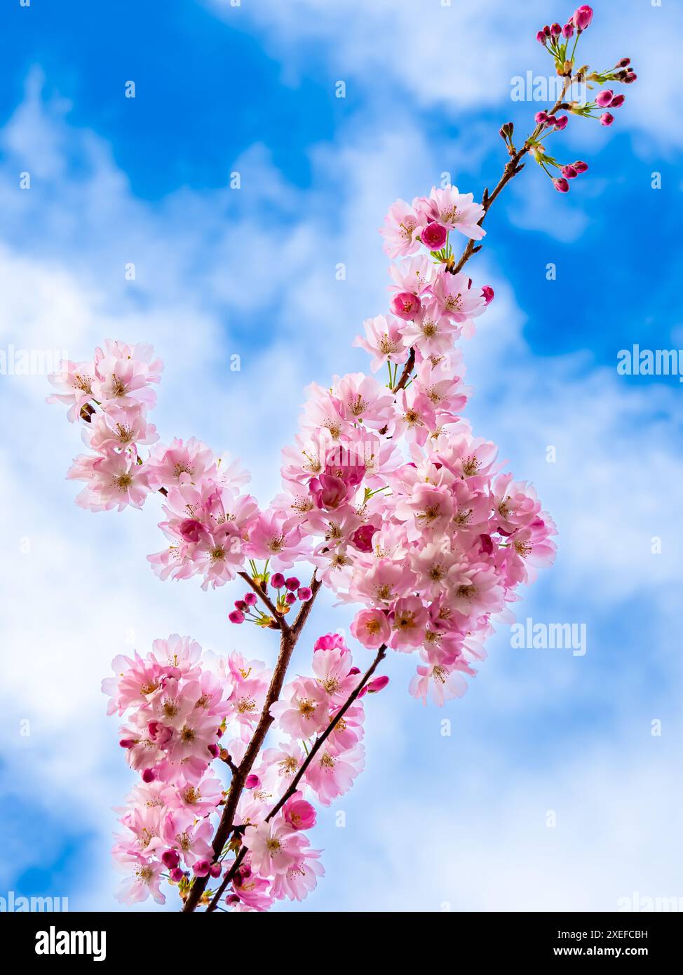 Sendaiya hi-res stock photography and images - Alamy