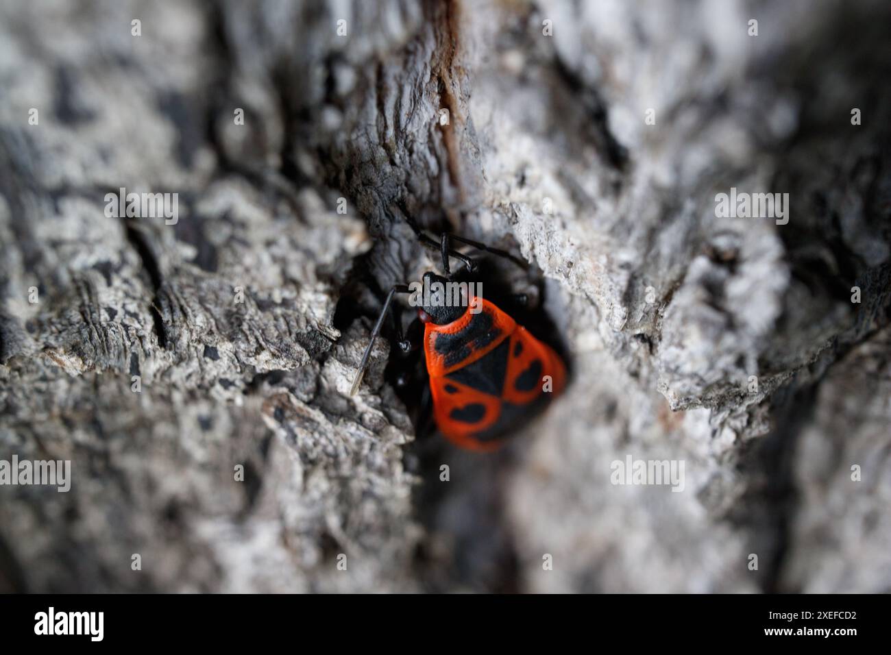 Firebug, Pyrrhocoris apterus, a common insect. Close-up of a swarm of Bugs in nature. Red bugs ...