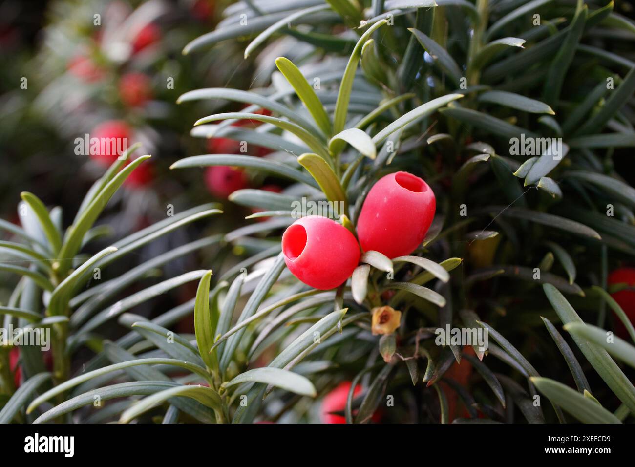 Taxus baccata, european yew. Conifer shrub with poisonous red berry ...
