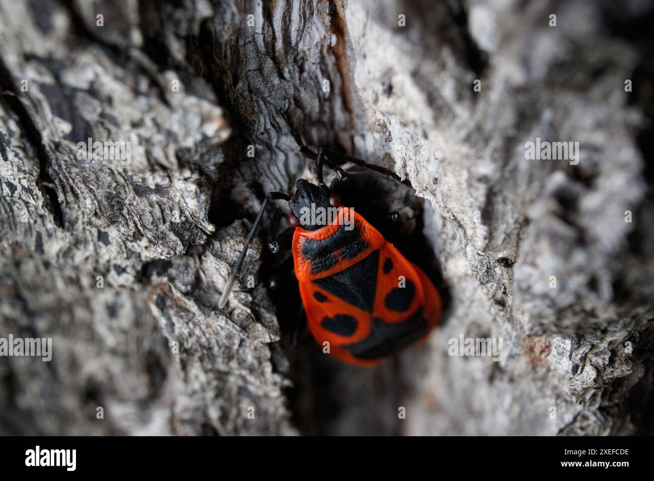 Firebug, Pyrrhocoris apterus, a common insect. Close-up of a swarm of Bugs in nature. Red bugs ...