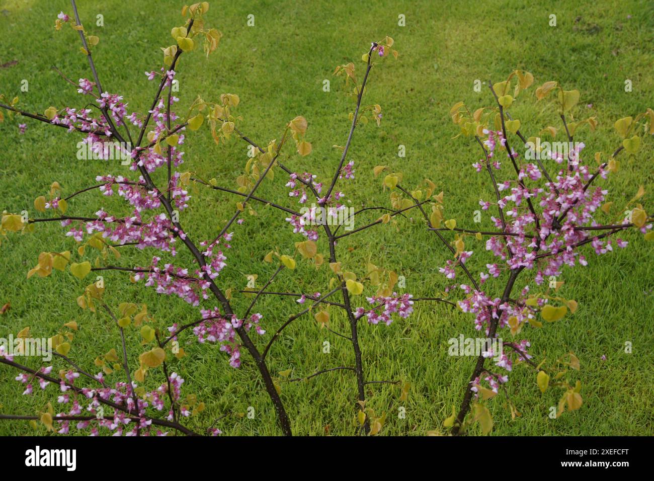 Cercis canadensis, Canadian judas tree Stock Photo - Alamy