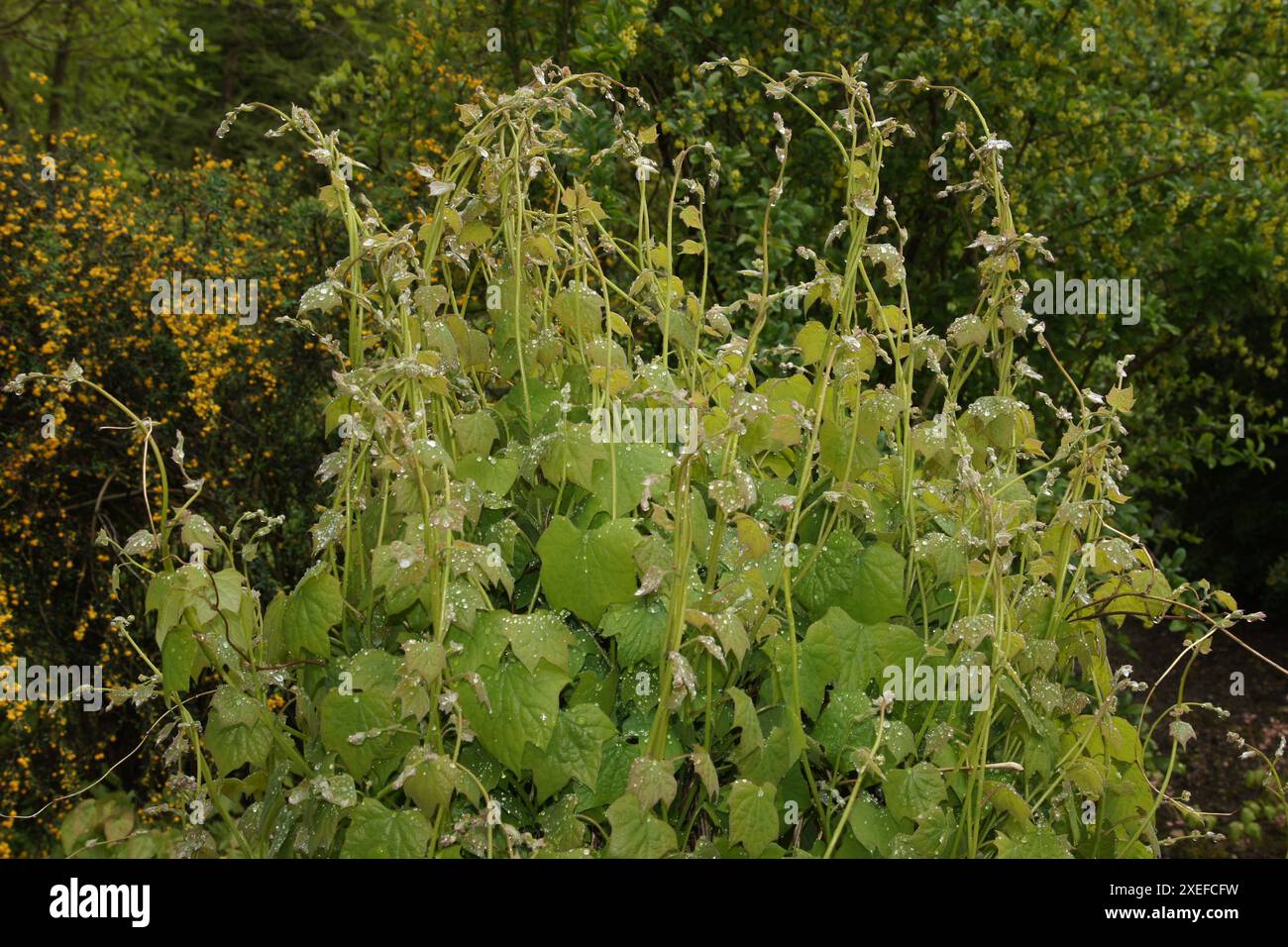 Menispermum canadense, moonseed Stock Photo - Alamy