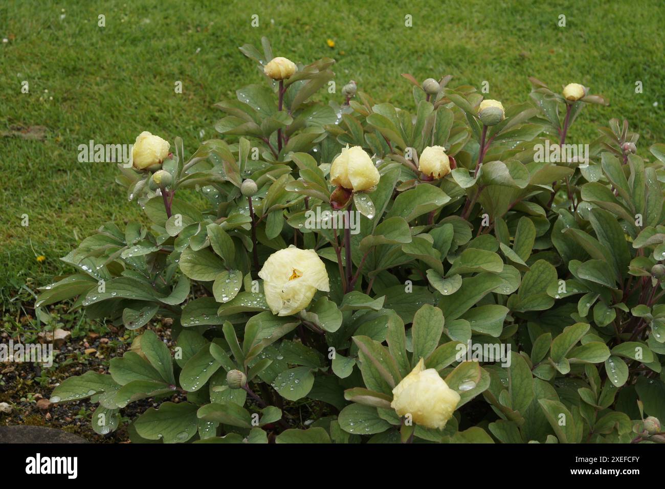 Paeonia peregrina wild peony hi-res stock photography and images - Alamy