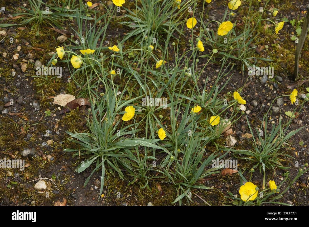 Ranunculus circinatus hi-res stock photography and images - Alamy