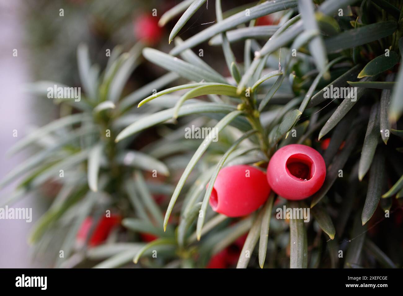 Taxus baccata, european yew. Conifer shrub with poisonous red berry ...