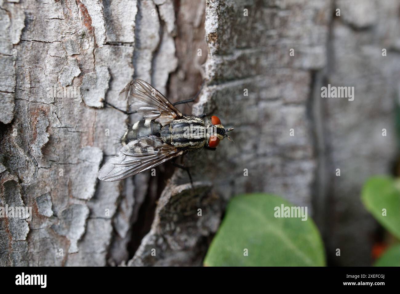 Bug invasion tree hi-res stock photography and images - Alamy