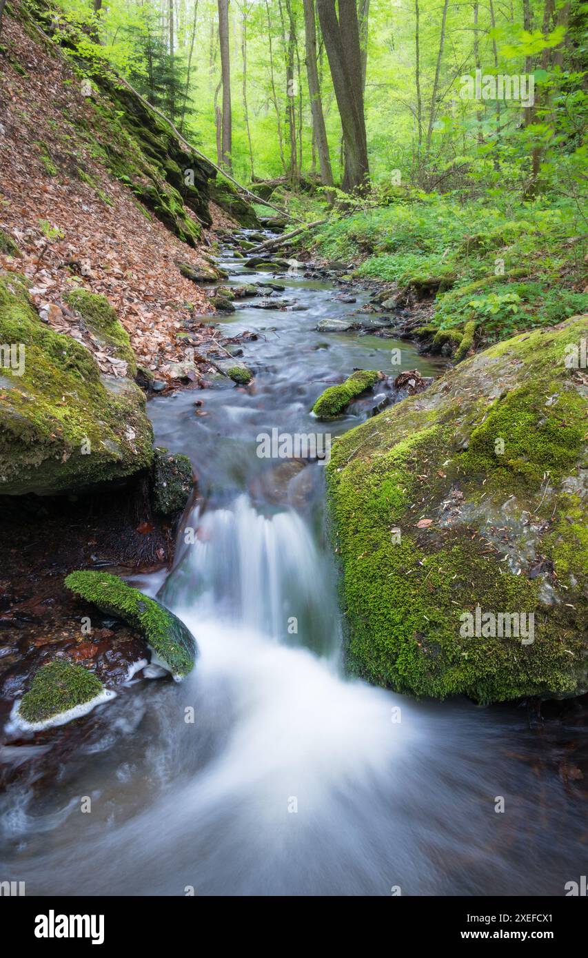 Mossy rocks in a forest in spring hi-res stock photography and images ...