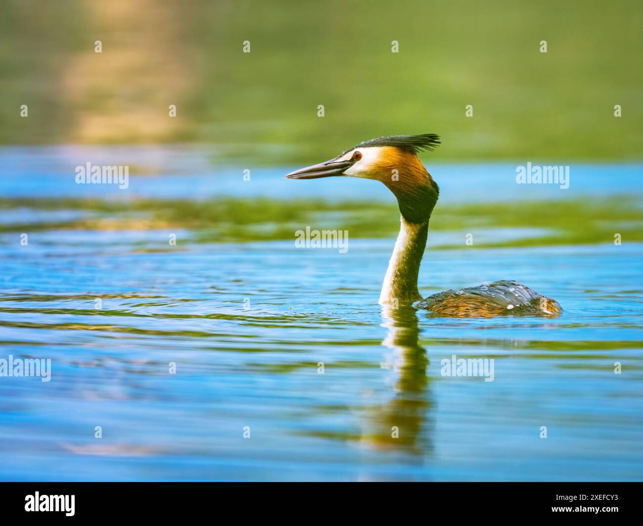 Beauty in nature animals crest hi-res stock photography and images - Alamy