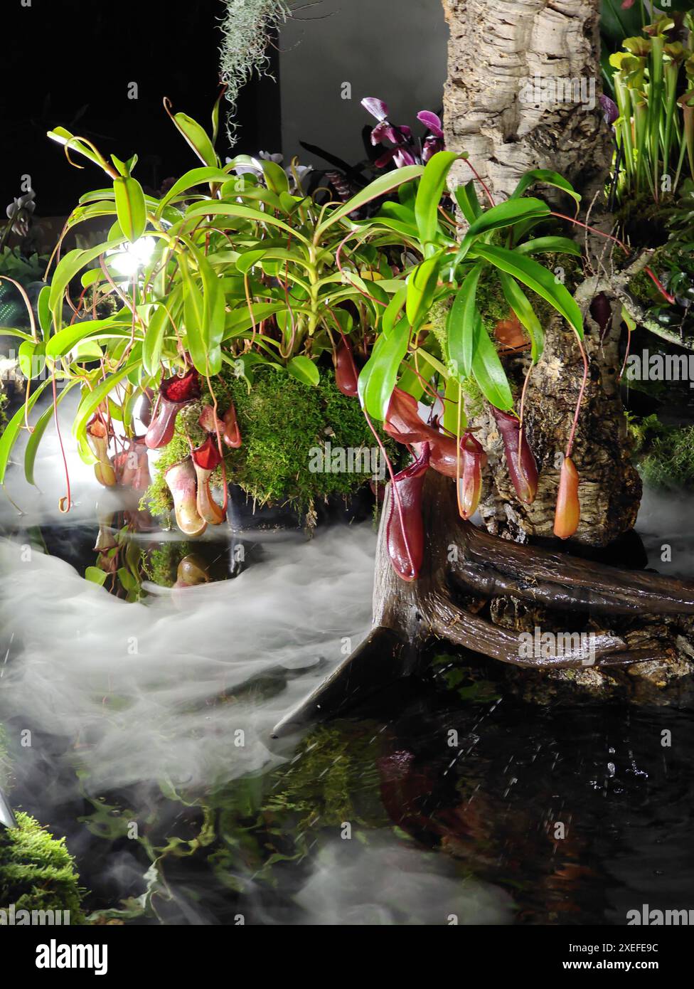 Pitcher plant (nepenthes bicalcarata), pitcher family (nepenthaceae ...