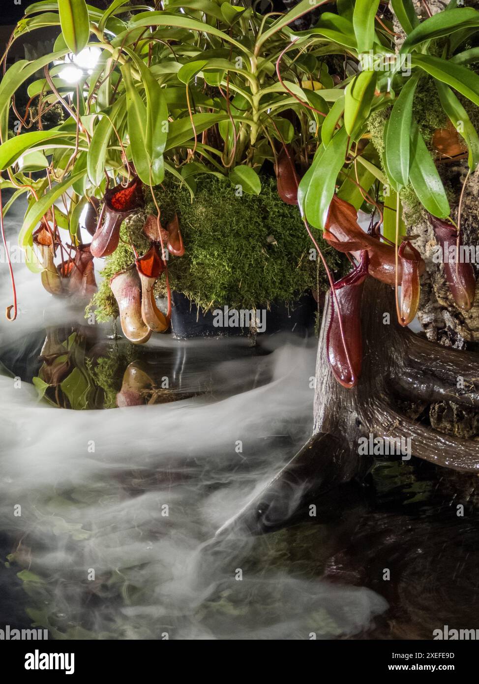 Pitcher plant (nepenthes bicalcarata), pitcher family (nepenthaceae ...