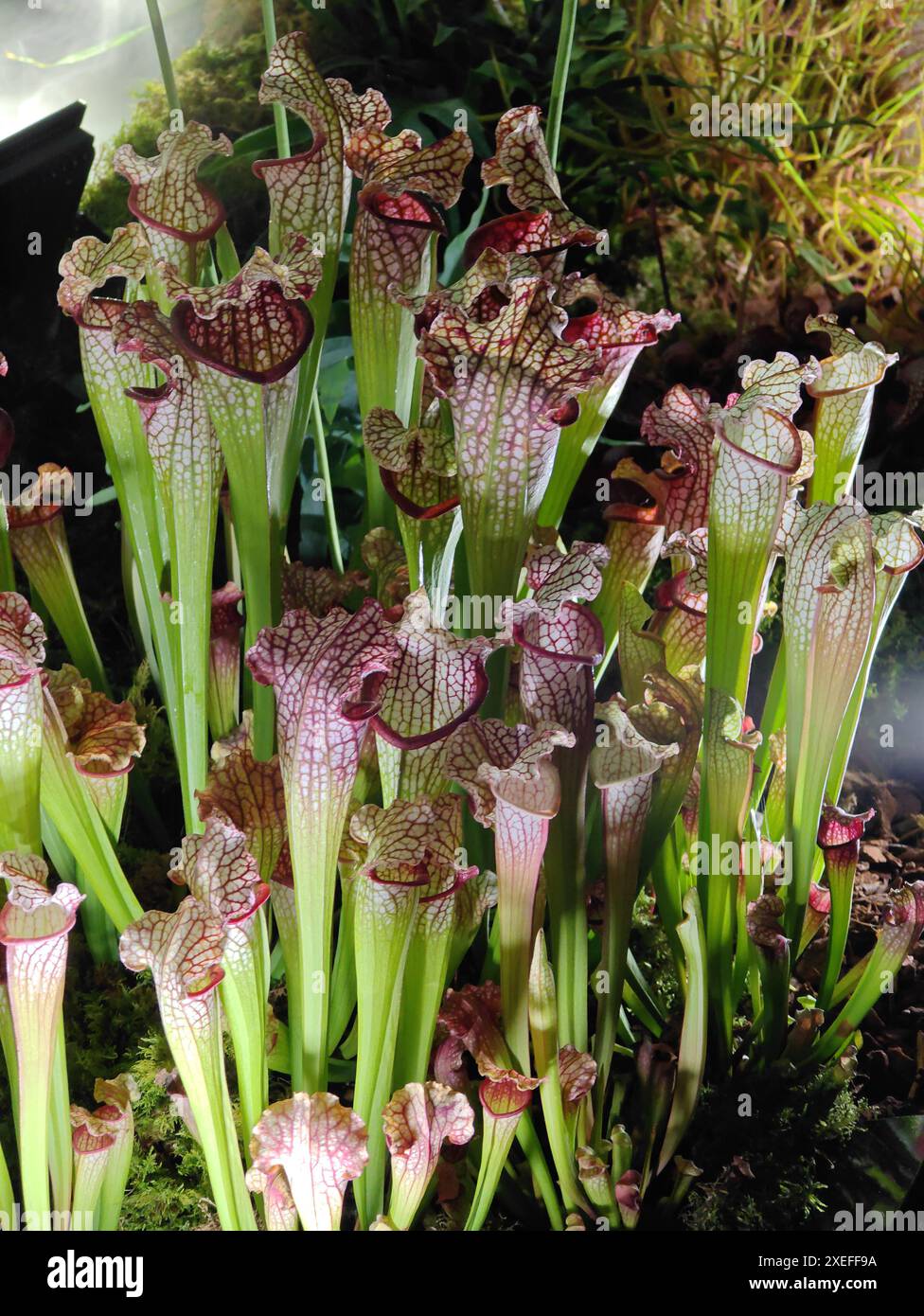 Pitcher plant (nepenthes bicalcarata), pitcher family (nepenthaceae ...