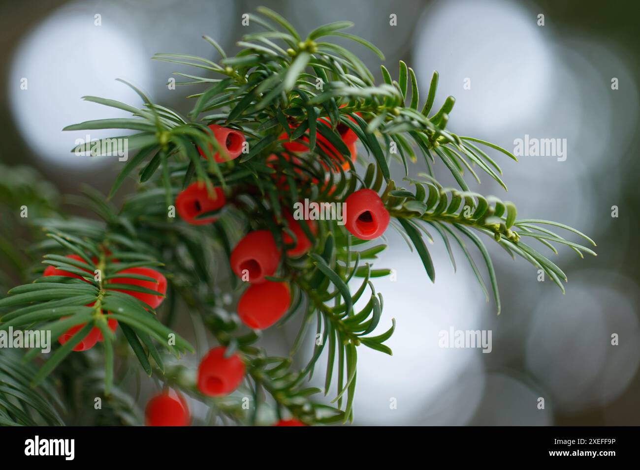 Taxus baccata, european yew. Conifer shrub with poisonous red berry ...