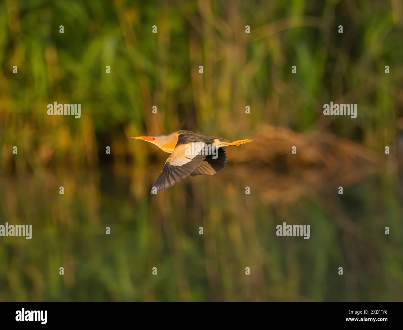 Little bittern in flight against a background of green plants Stock ...