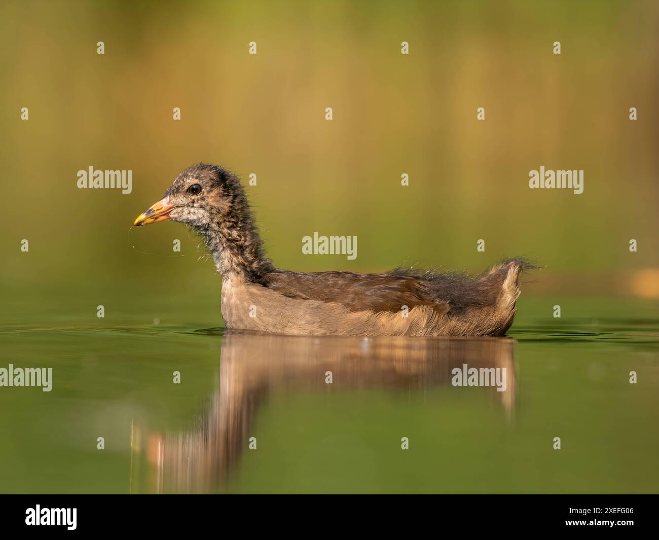 Flying moorhen hi-res stock photography and images - Alamy