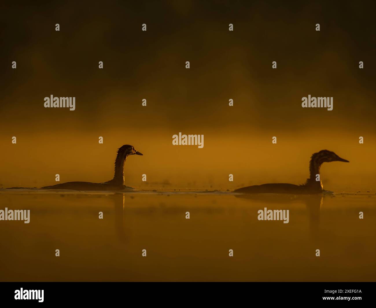 Two ducks floating on the water at sunset, beautiful orange color ...