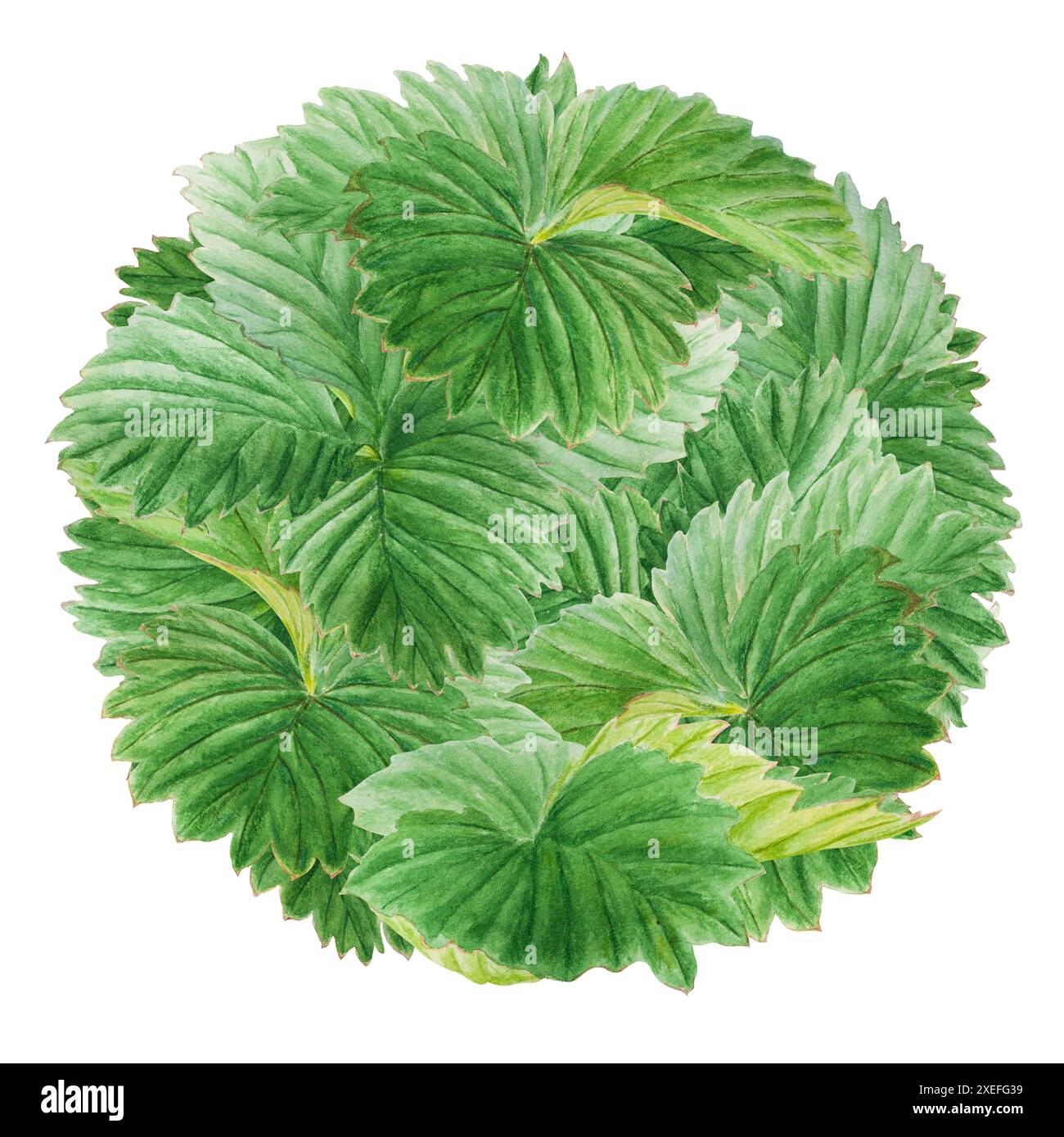 Green strawberry leaves circle, bush hand drawn watercolor illustration ...
