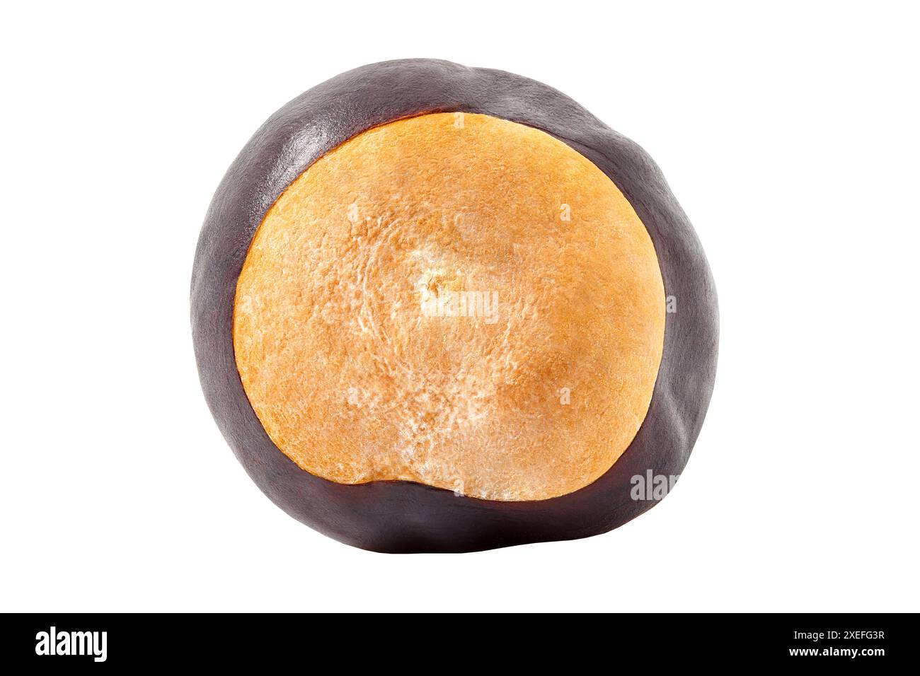 Chestnut skin Cut Out Stock Images & Pictures - Alamy