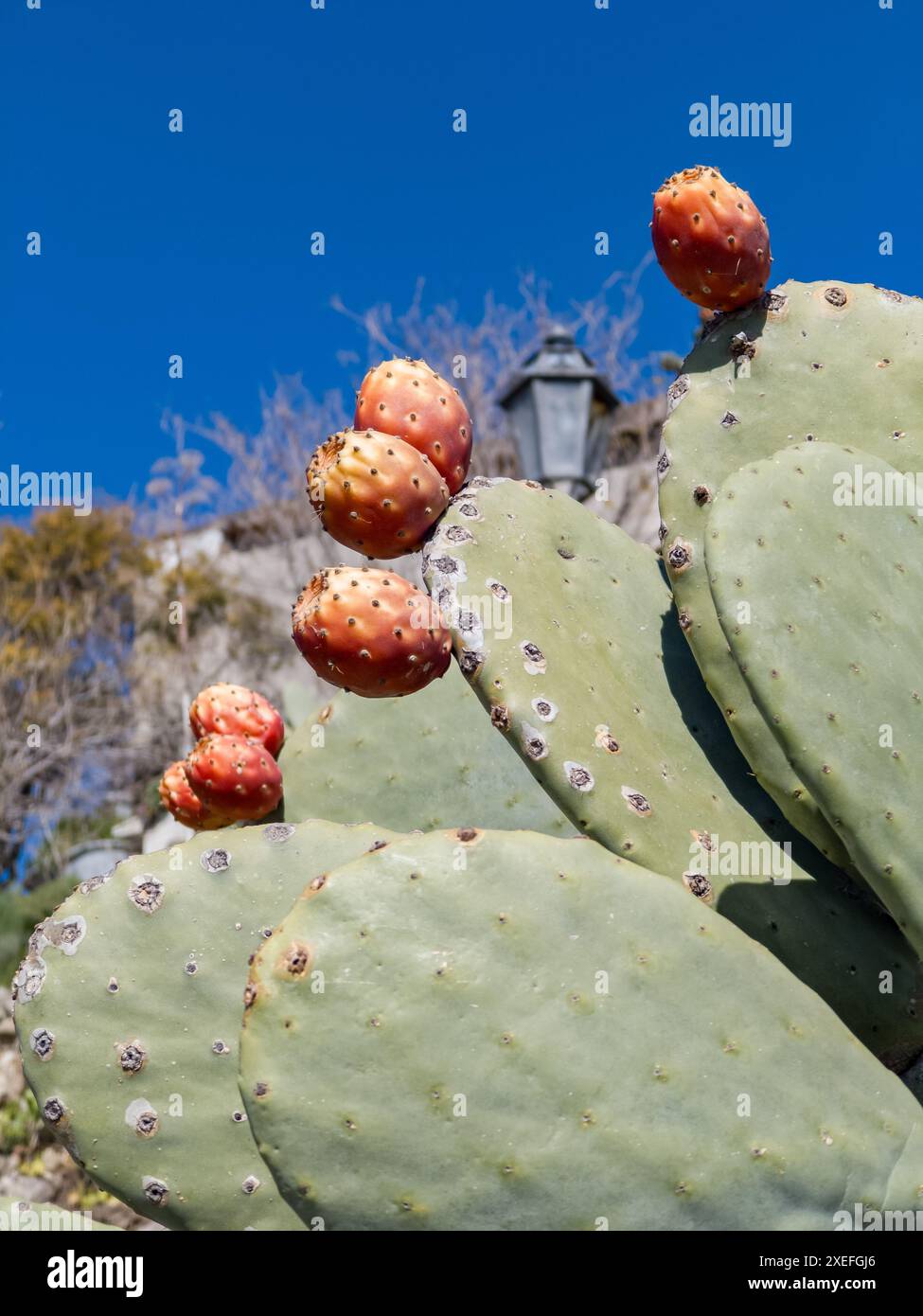 Prickly pear cactus close up with fruit in red color, cactus spines ...