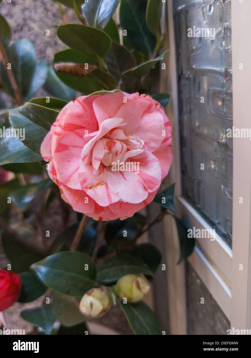 Beautiful vibrant pink Japanese Camellia flowers of (Camelia japonica ...