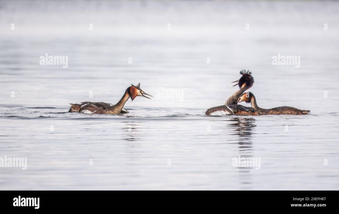 Two male grebes fighting in water. Fight of two adult great crested ...