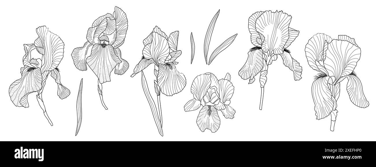 Iris germanica garden flowers set, outline hand drawn vector ...