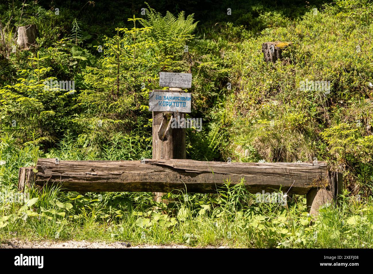 Rustic wooden water trough stands amidst a vibrant green forest ...