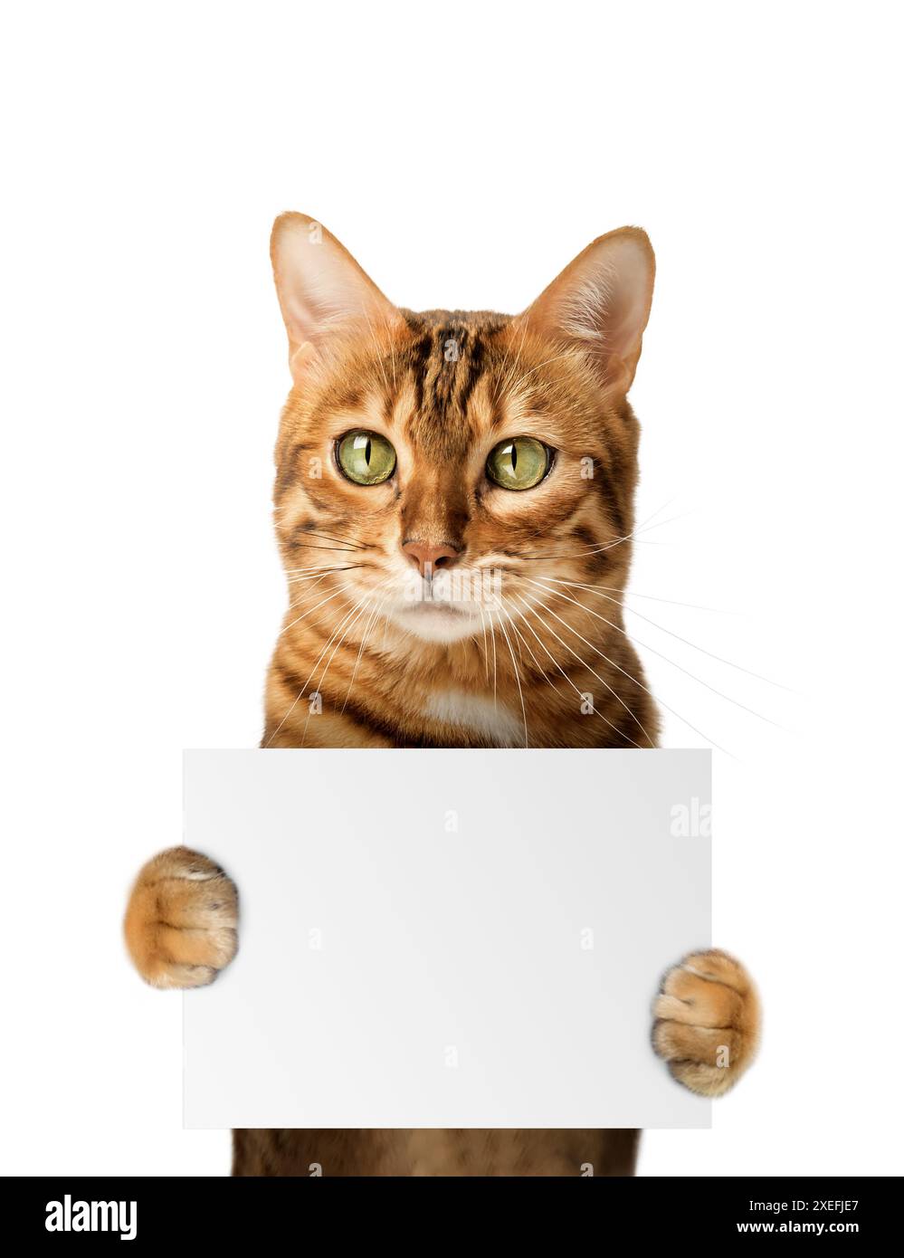 Cat holding paper hi-res stock photography and images - Alamy