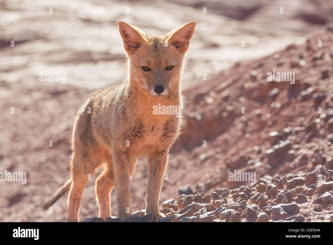 Andean fox in the Torres del Paine National Park in Chile, South ...