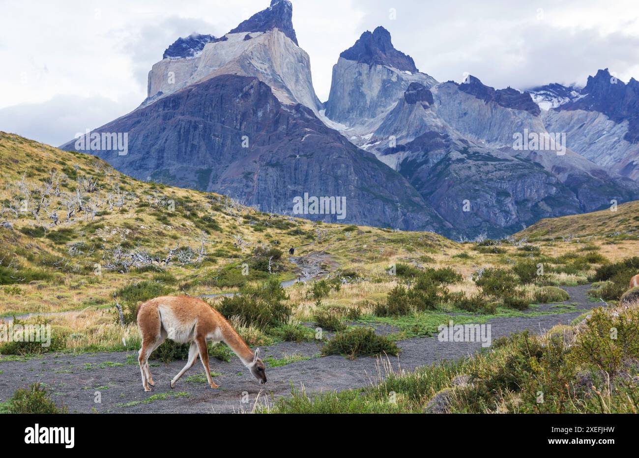 Andean fox in the Torres del Paine National Park in Chile, South ...
