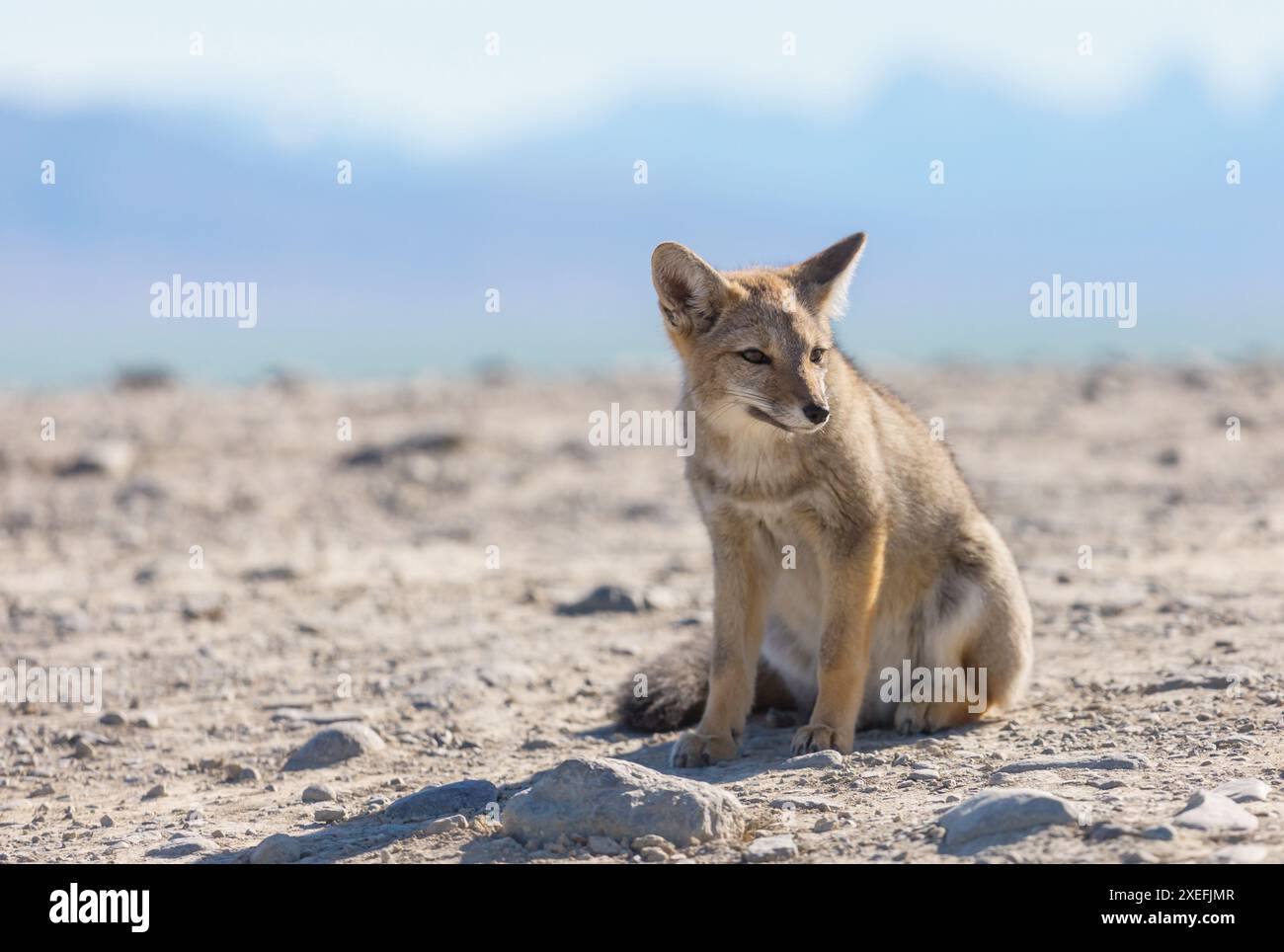 Andean fox in the Torres del Paine National Park in Chile, South ...