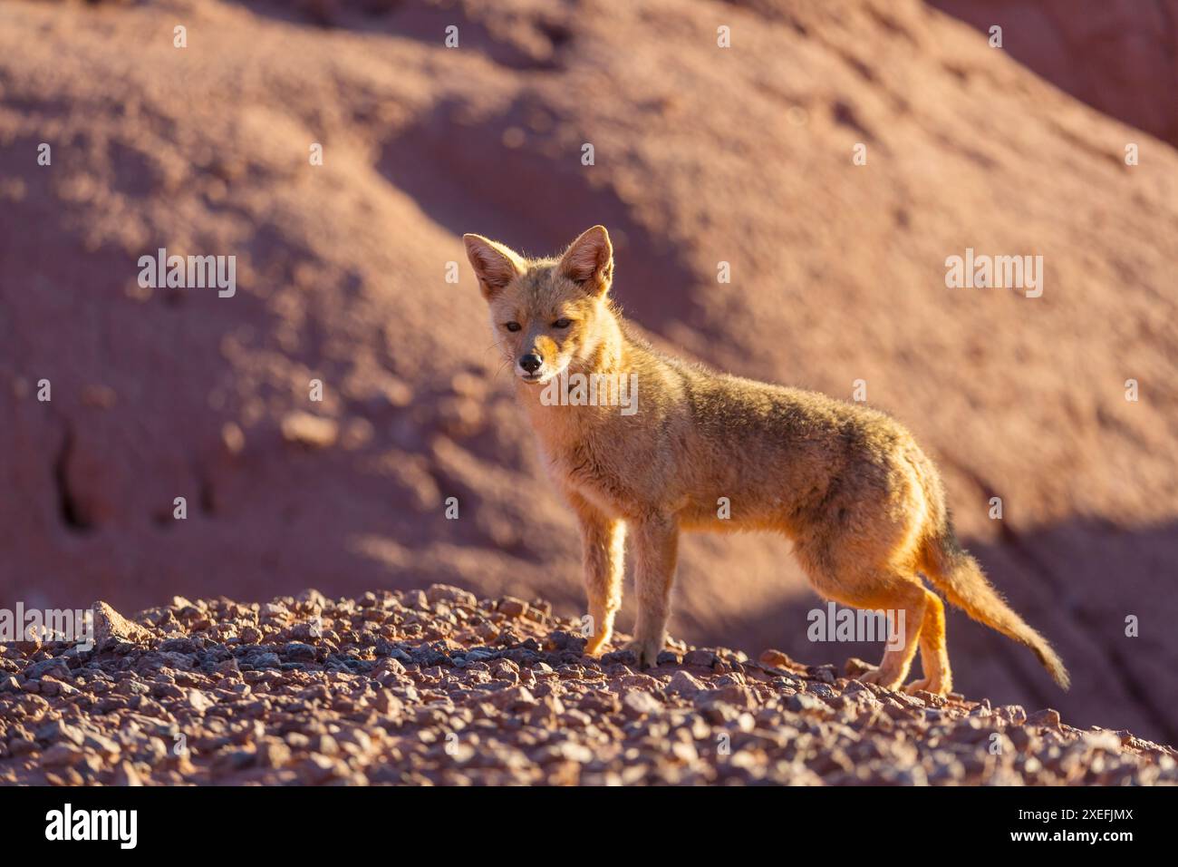 Andean fox in the Torres del Paine National Park in Chile, South ...