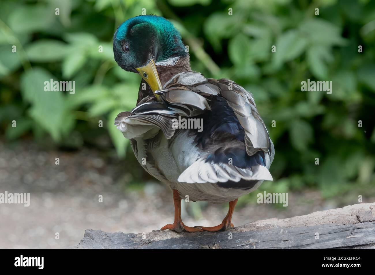 An adult male mallard, Anas platyrhynchos, close up. Taken from it back ...