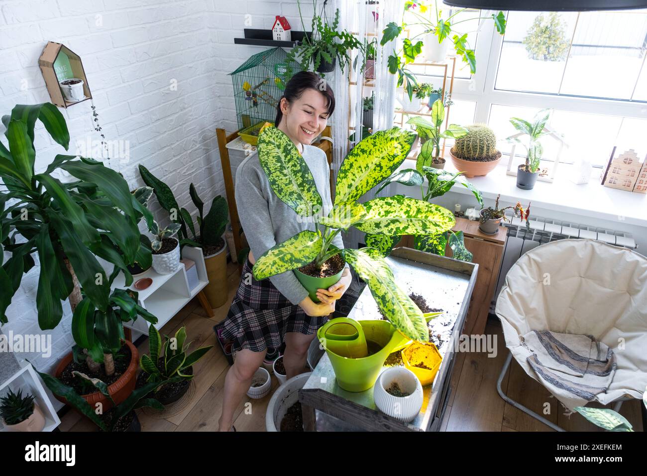 Dieffenbachia banana hi-res stock photography and images - Alamy