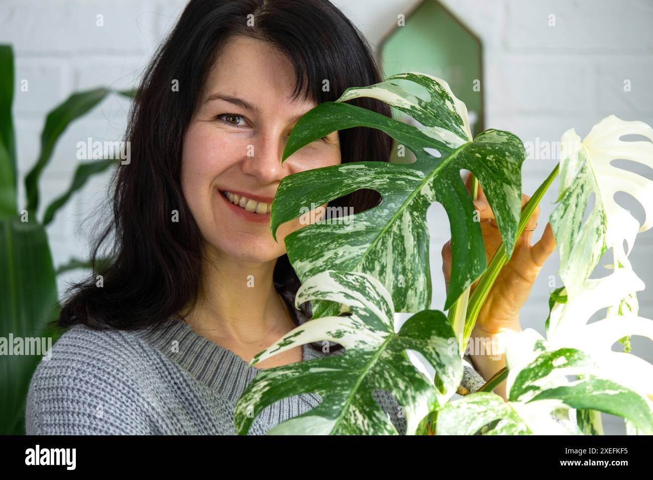 Woman holds home plant rare variegate monstera Alba into pot in home ...